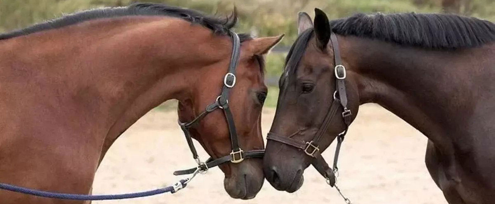 Equine Colic Relief Testimonials | Real Stories from Horse Owners